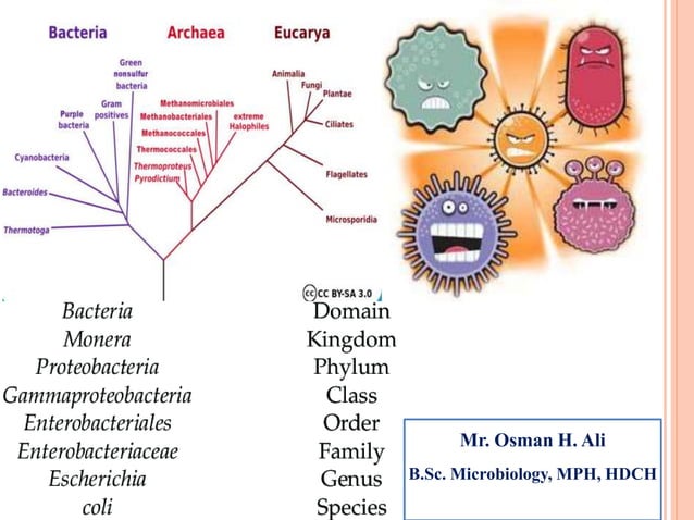 Bacterial taxonomy.pptx | Biological Sciences | Science