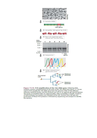 Bacterial Taxonomy.pdf