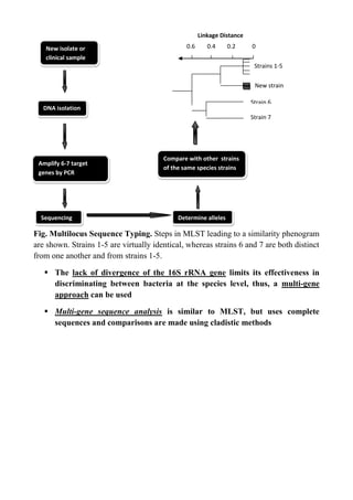 Bacterial Taxonomy.pdf