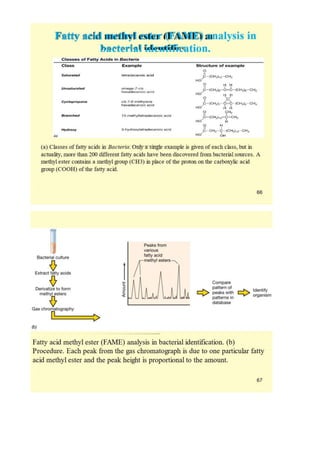 Bacterial Taxonomy Pdf