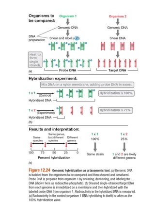 Bacterial Taxonomy.pdf