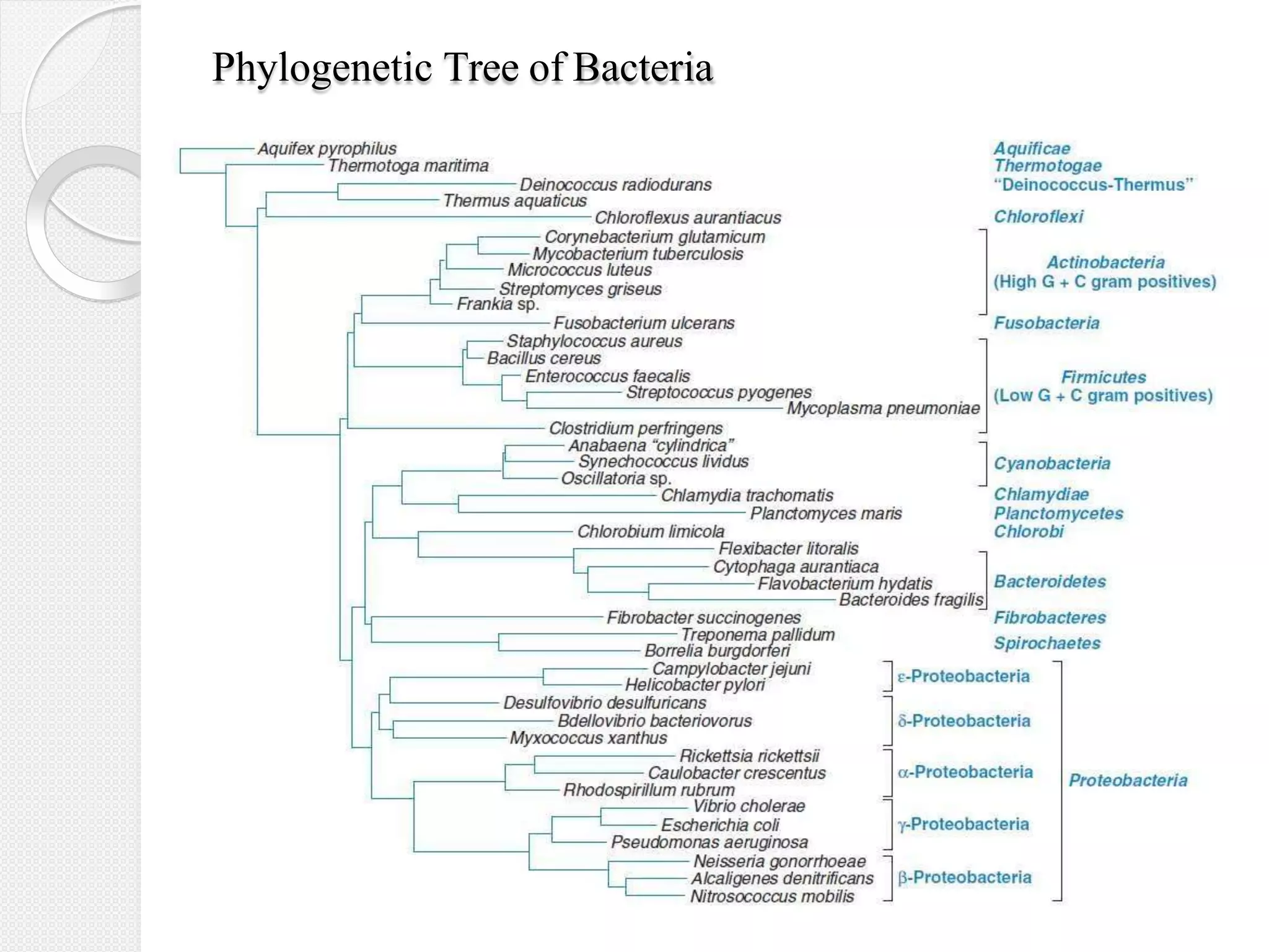 Bacterial Taxonomy 8 Pptx