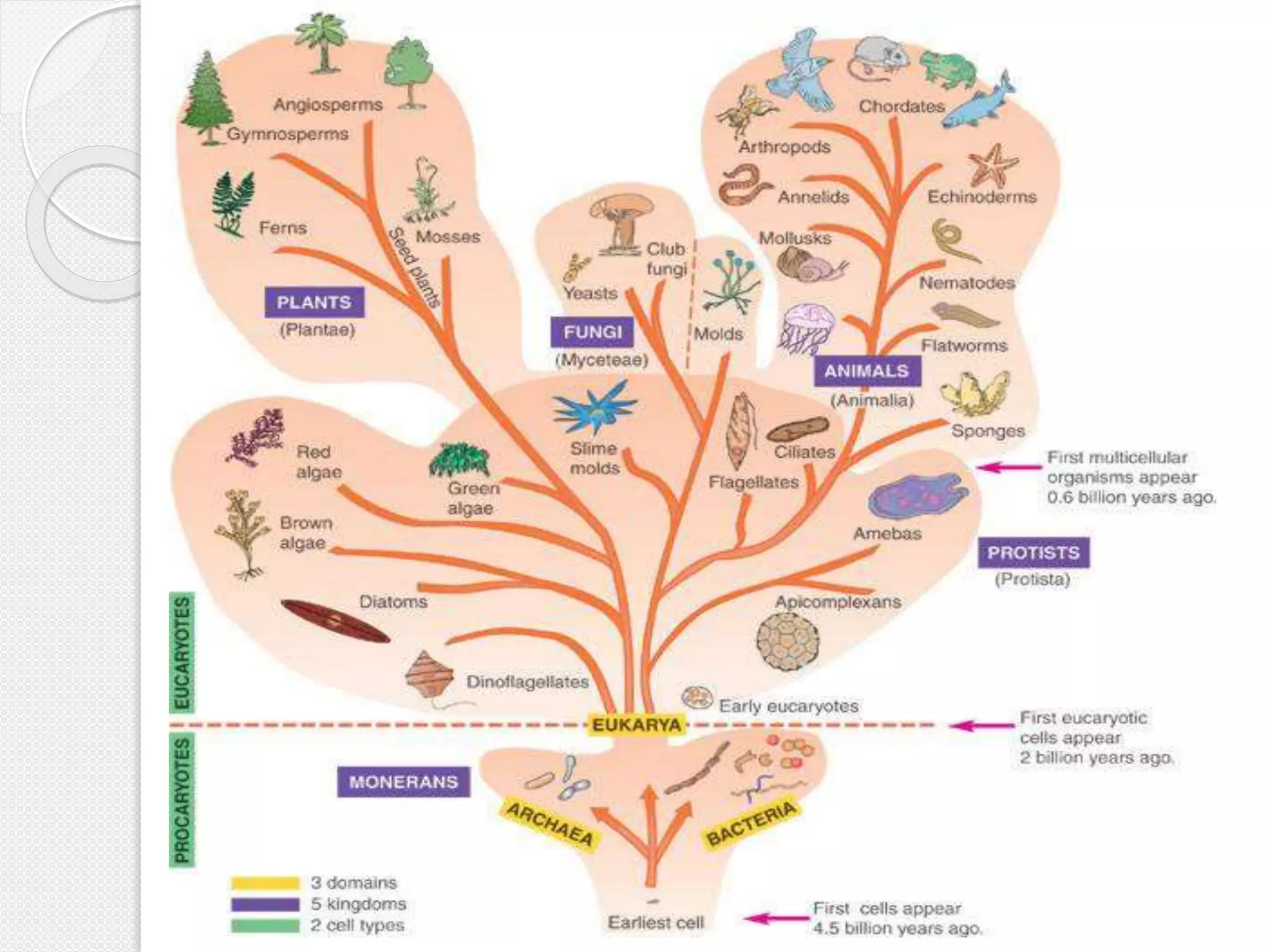 Bacterial taxonomy b sc mlt | PPTX