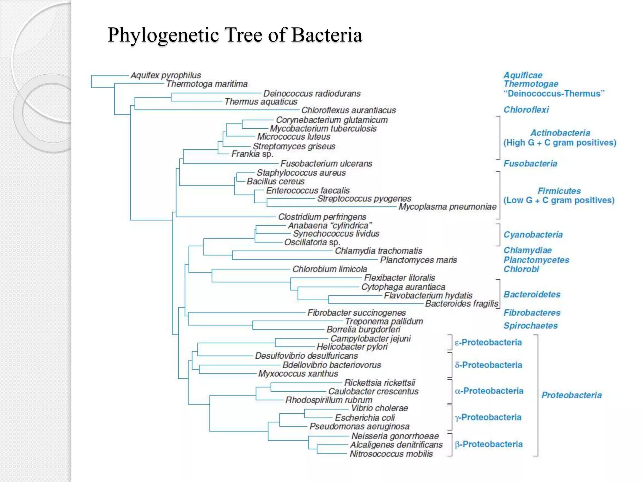 Bacterial taxonomy b sc mlt | PPTX