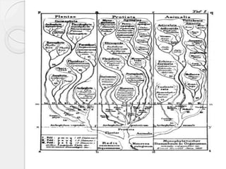 Bacterial taxonomy b sc mlt | PPTX