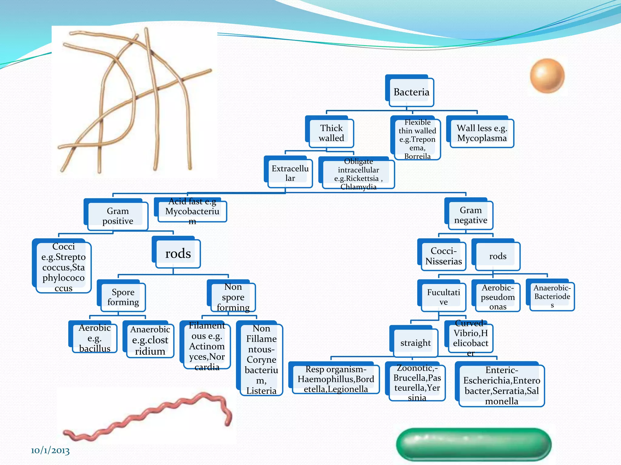 Bacterial taxonomy, pixel copy (2) | PPTX