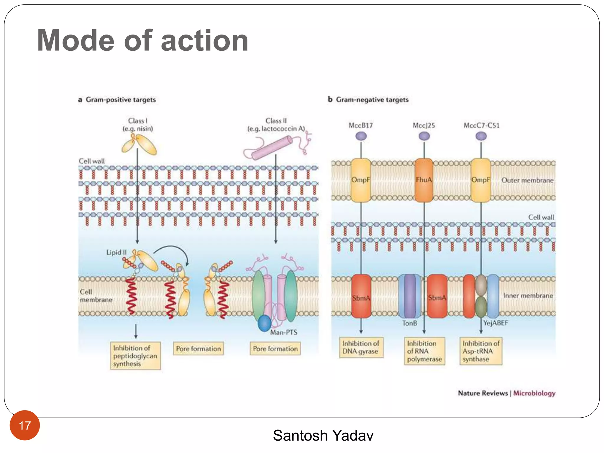 Bacterial Toxin And Bacteriocin Pptx Genetics Science