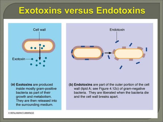 Bacterial Toxins.ppt | Infectious Diseases | Diseases and Conditions