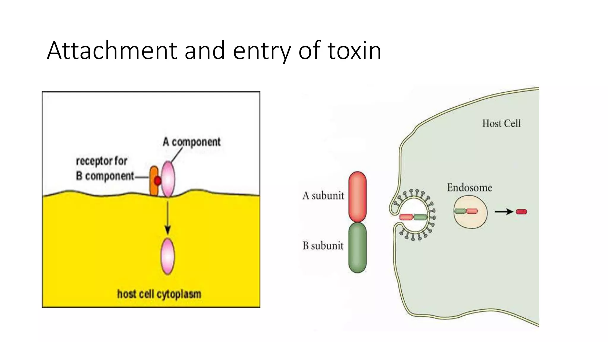Bacterial toxins | PPTX