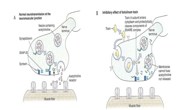 Bacterial toxins | PPTX
