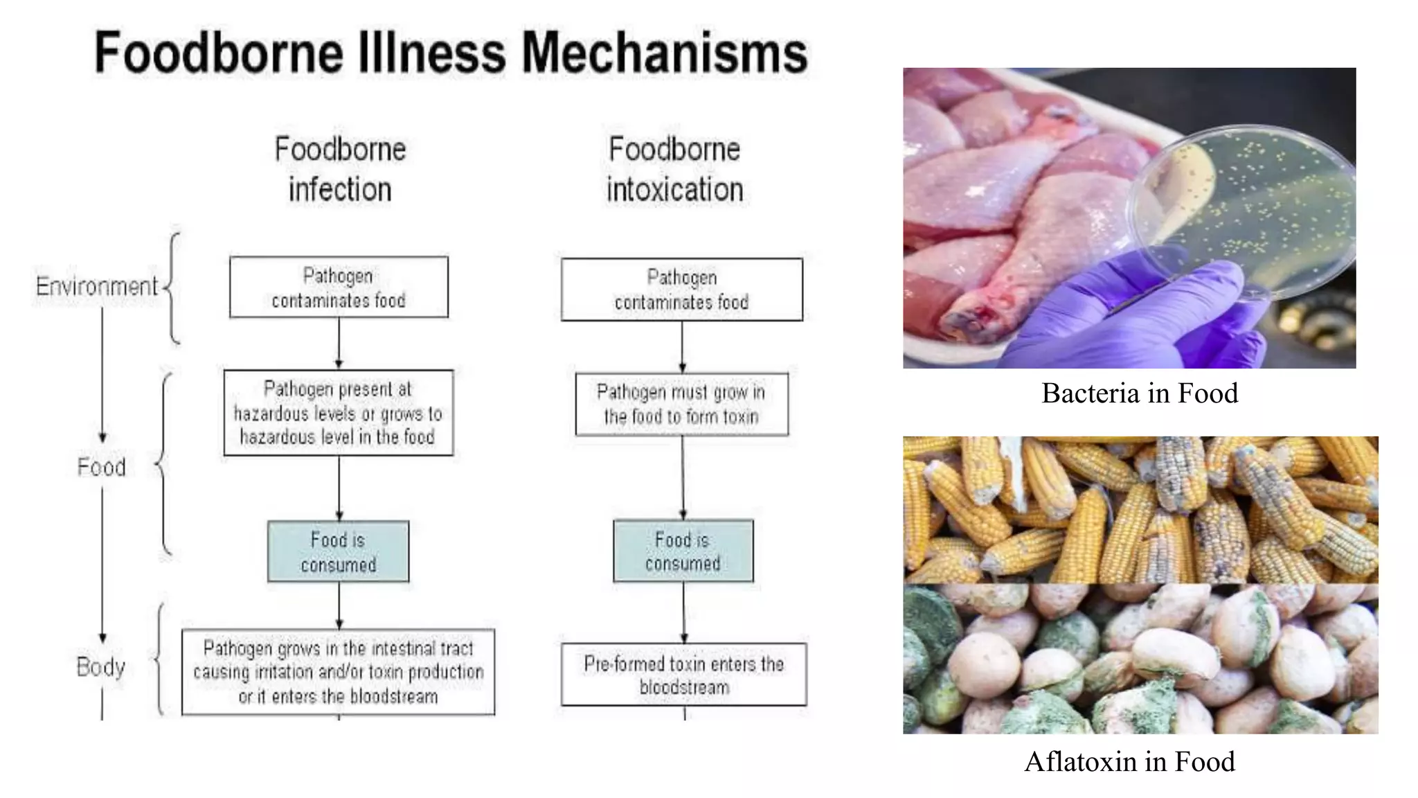 Bacterial Toxins, Algal Toxins and Mycotoxins.pptx