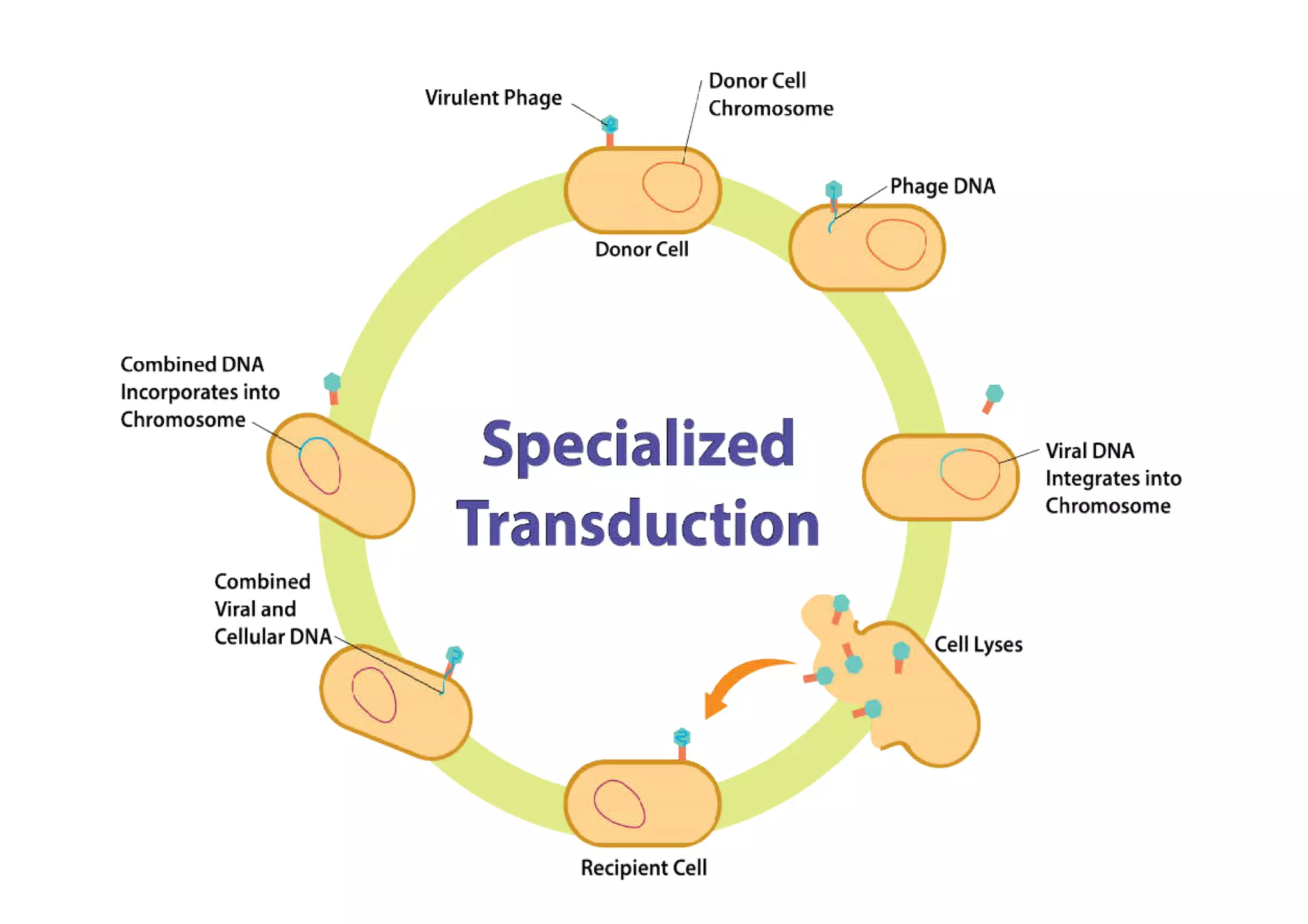 Bacterial transduction | PPT