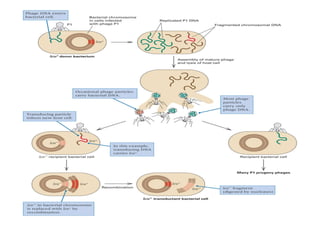 Bacterial transduction | PPT