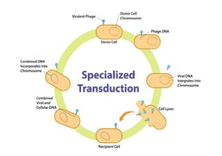 Bacterial transduction | PPT