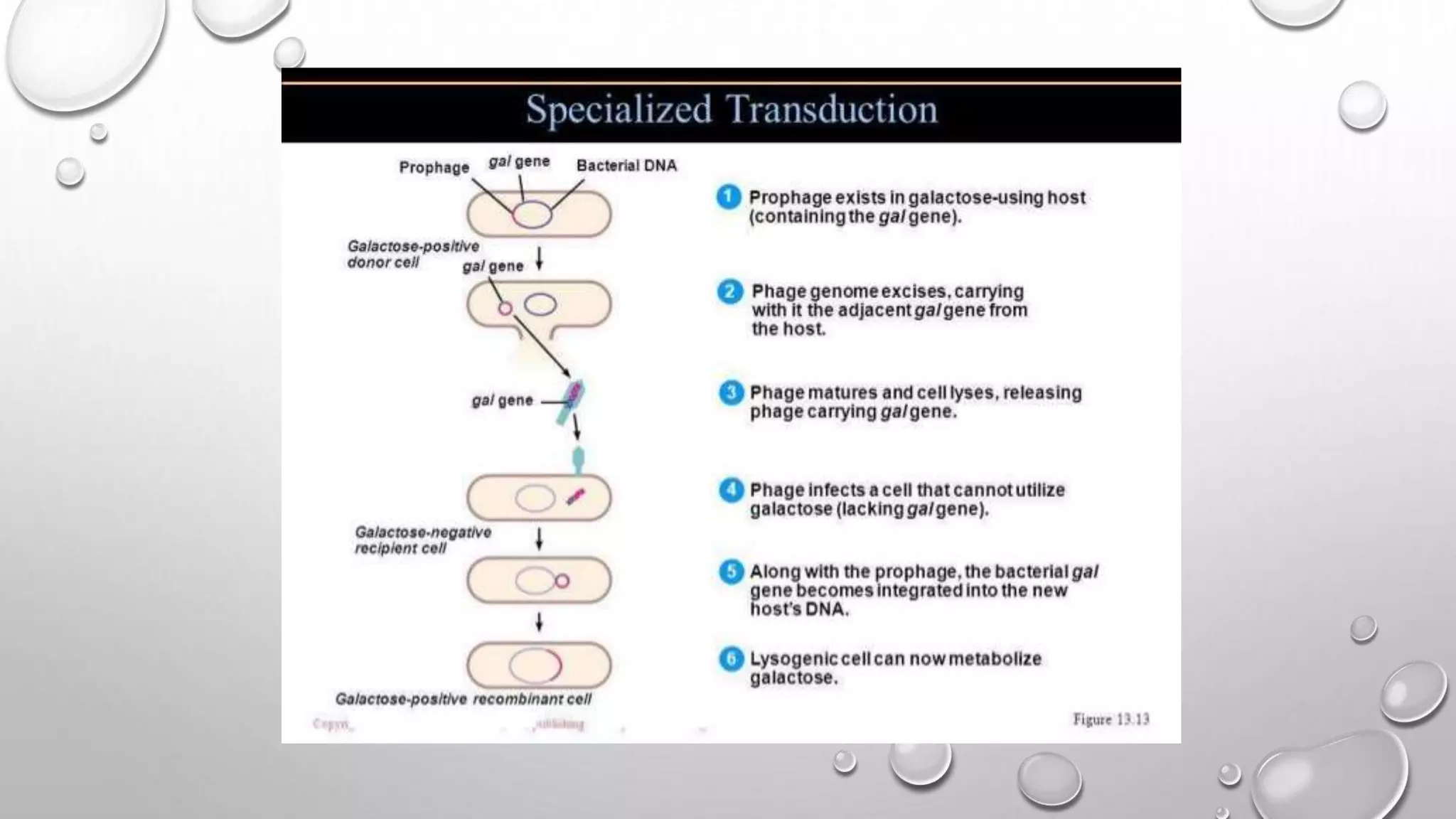 Bacterial transduction | PPTX