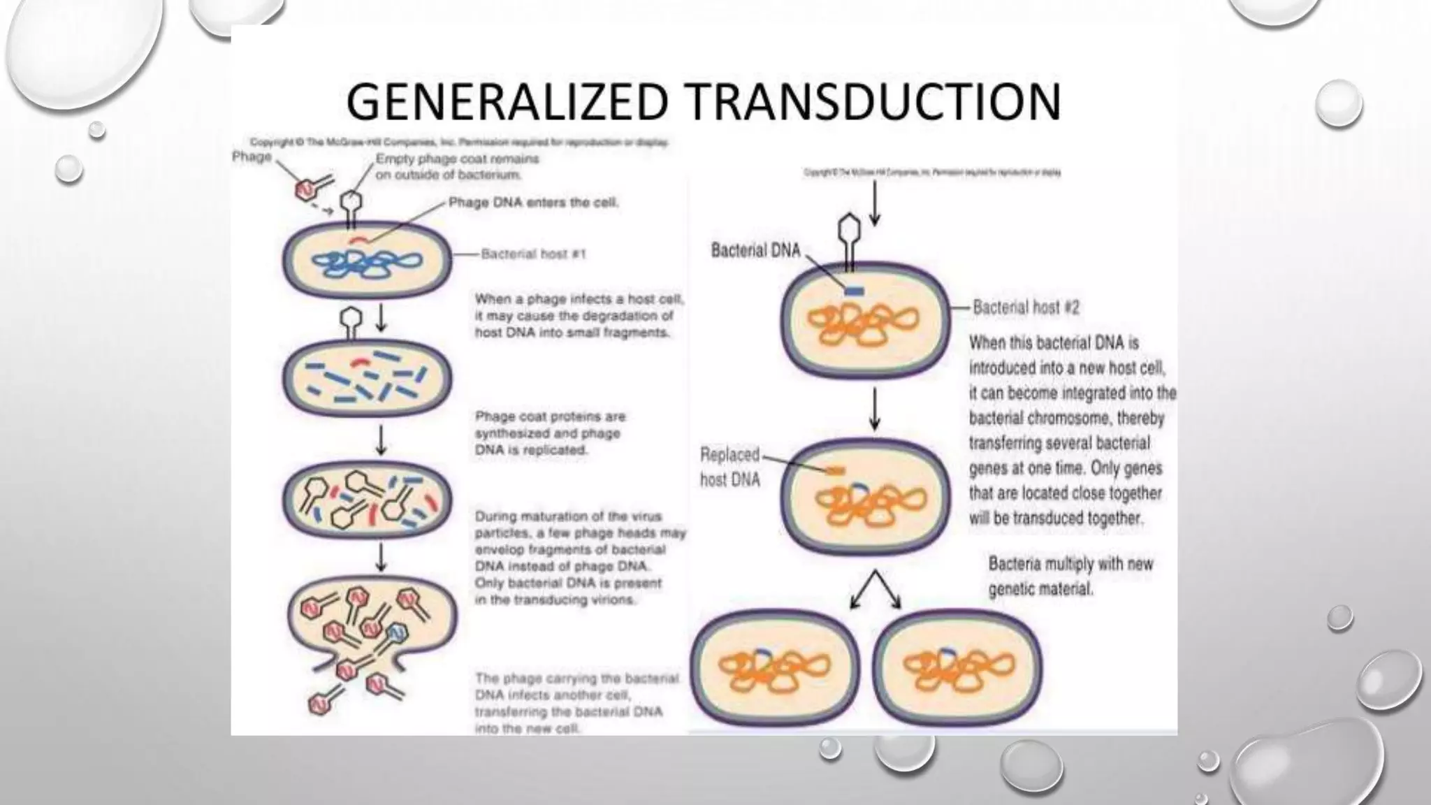 Bacterial transduction | PPTX