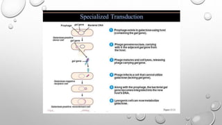 Bacterial transduction | PPTX