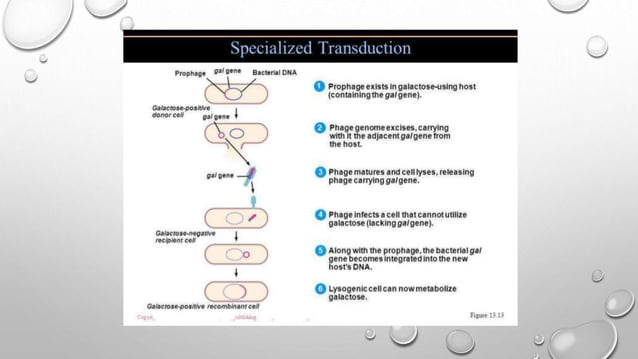 Bacterial transduction | PPTX | Biological Sciences | Science