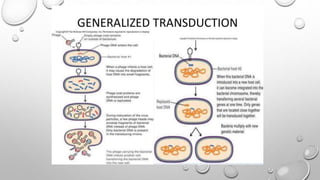 Bacterial transduction | PPTX