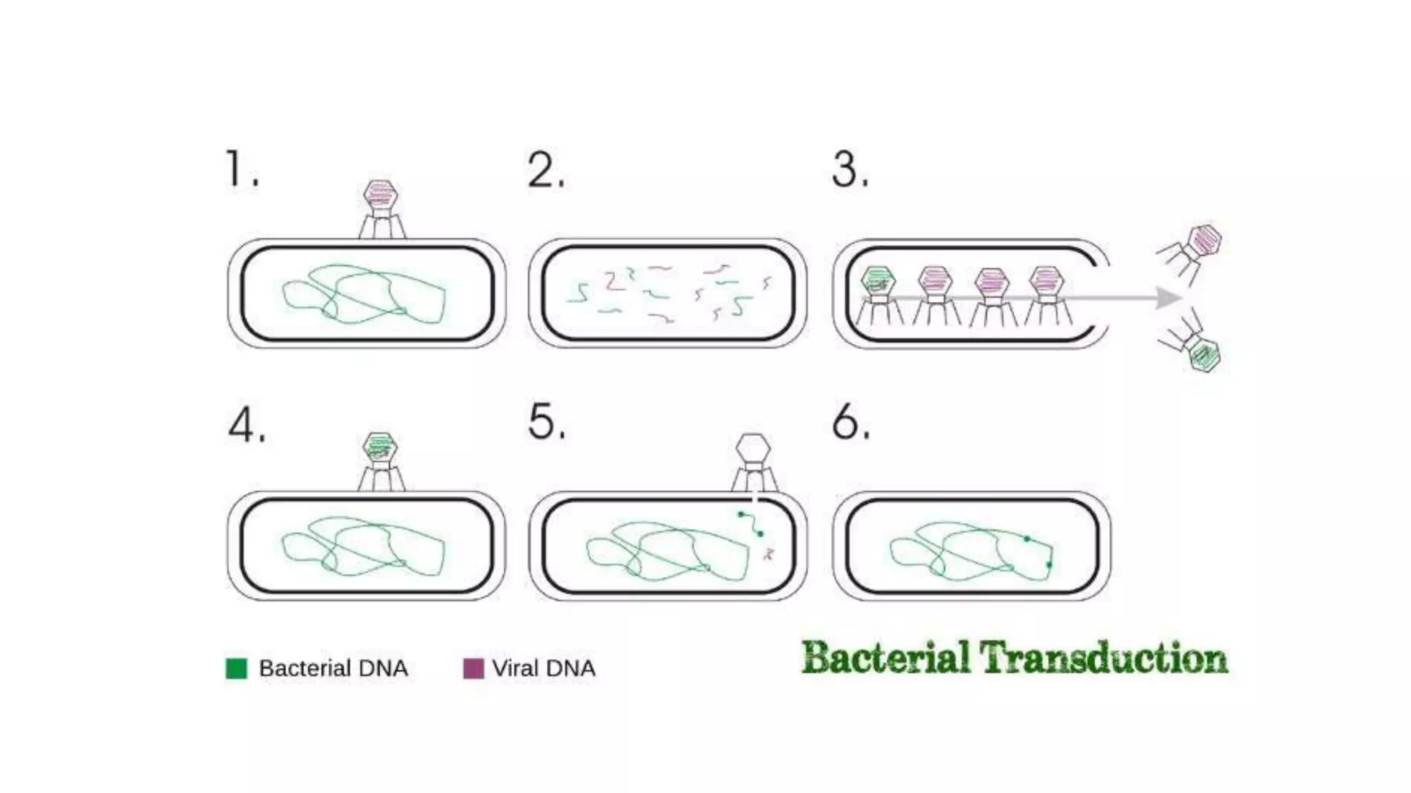 Bacterial transduction (Bacterial genetic recombination) | PPTX