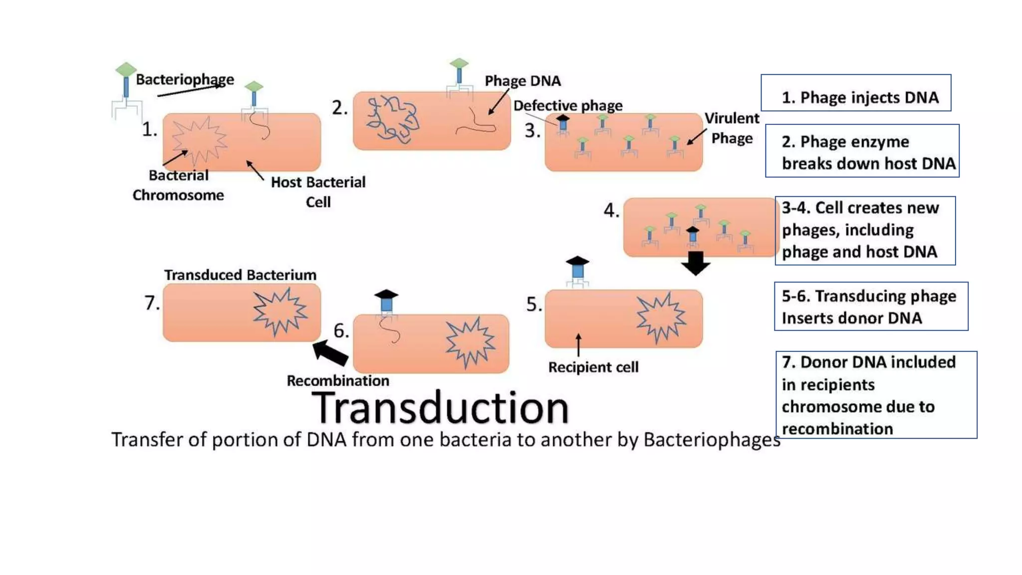 Bacterial transduction (Bacterial genetic recombination) | PPTX