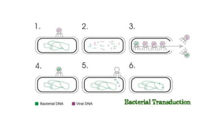 Bacterial transduction (Bacterial genetic recombination) | PPT