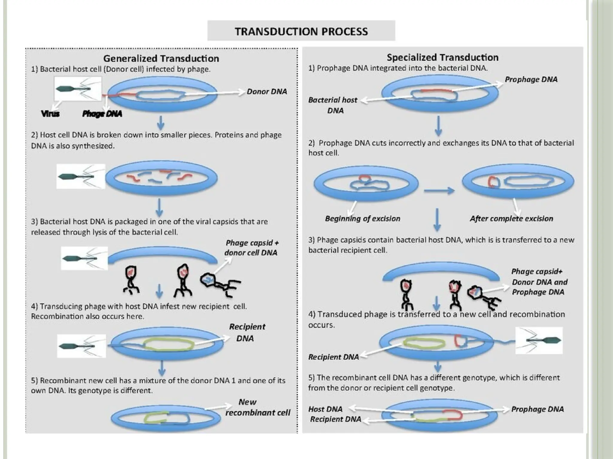 Bacterial Transduction and its types.pptx