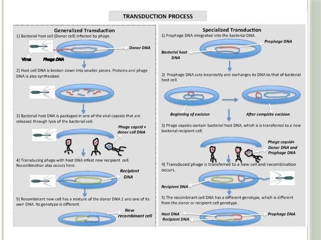 Bacterial Transduction and its types.pptx