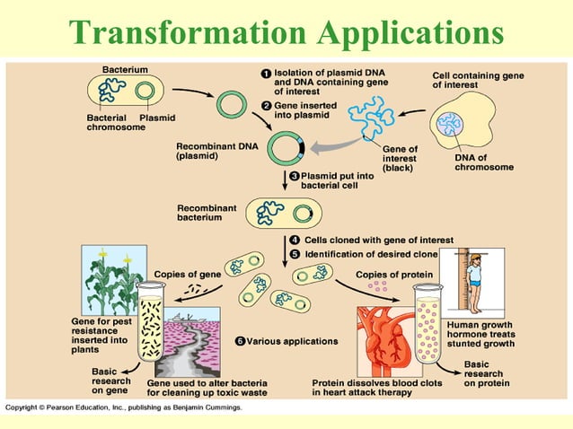 Bacterial transformation