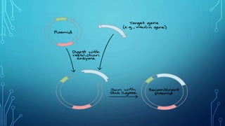Bacterial transformation | PPTX