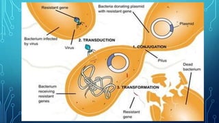 Bacterial transformation | PPTX
