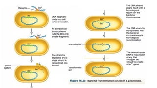 Bacterial Transformation.pdf