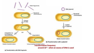 Bacterial Transformation.pdf