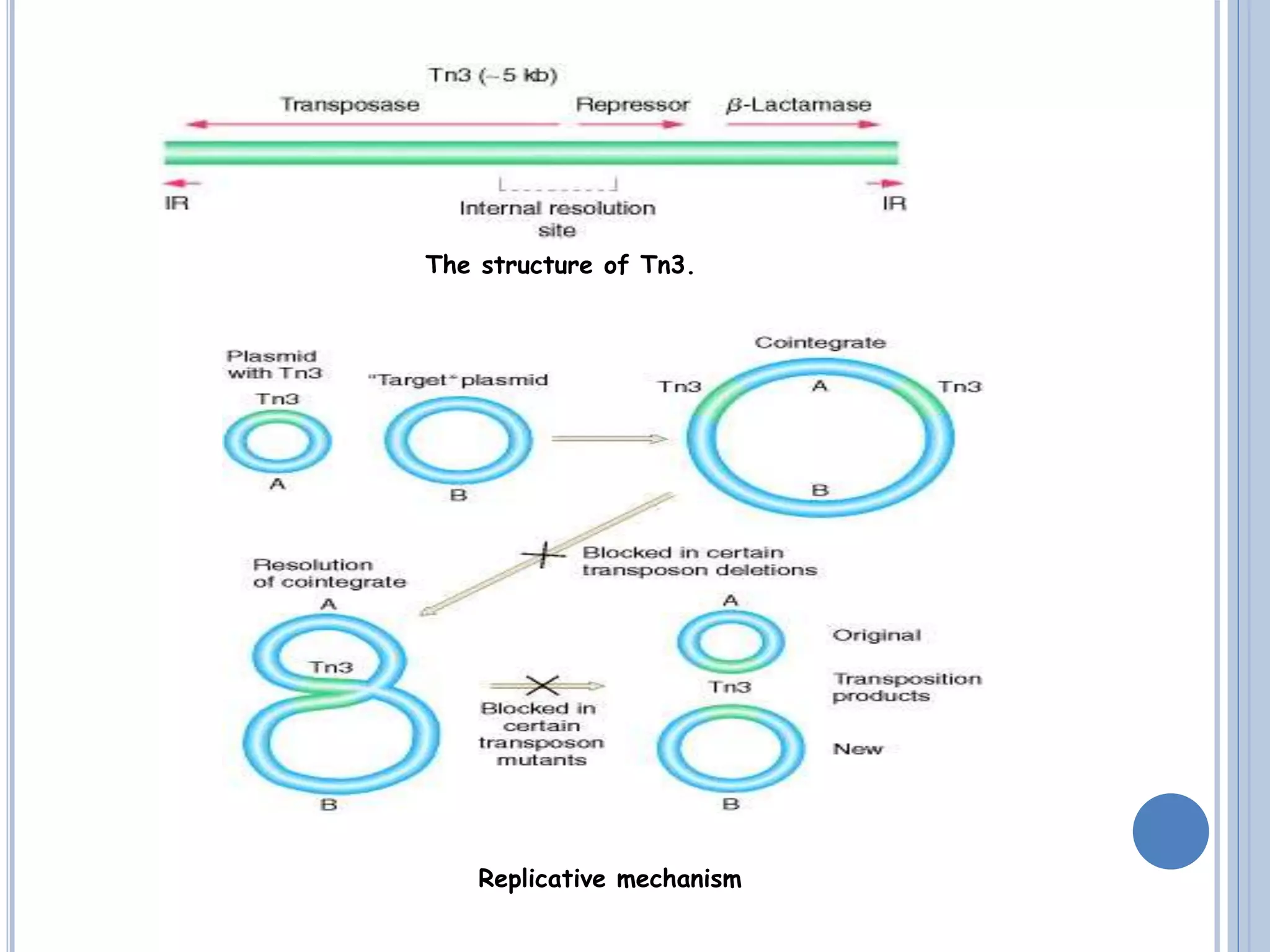 Bacterial transposable elements | PPTX