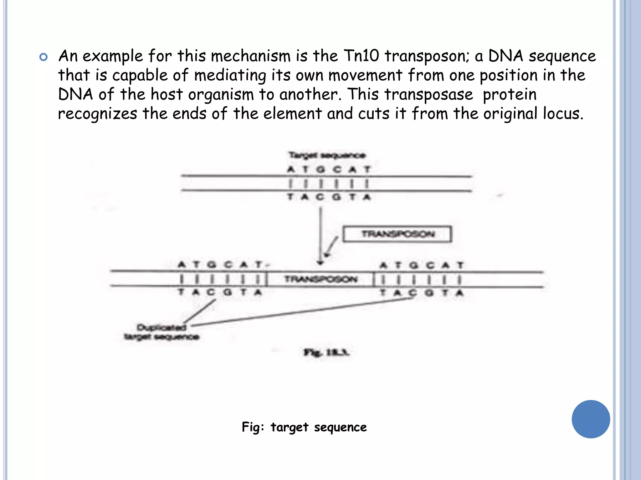 Bacterial transposable elements | PPTX