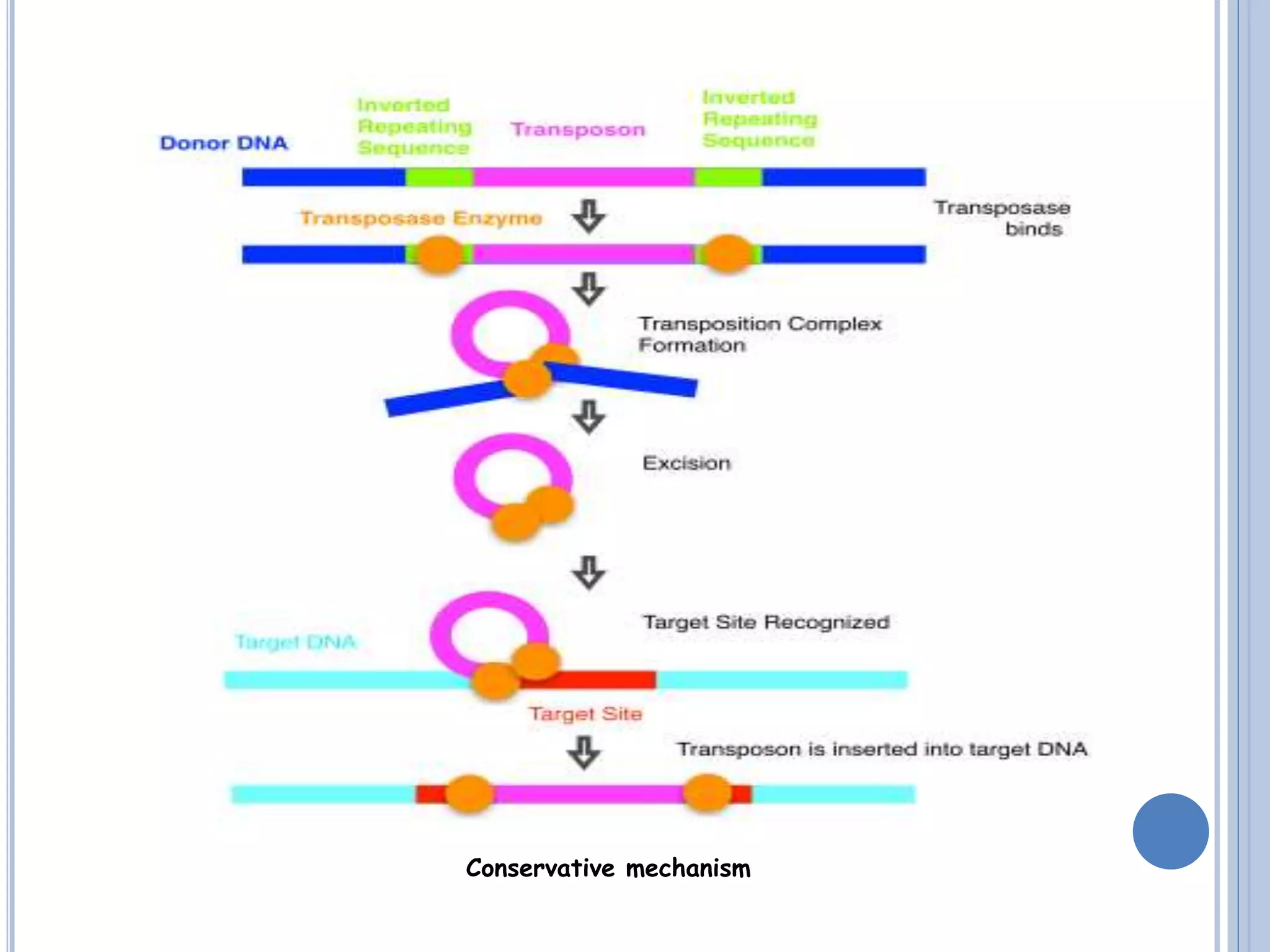 Bacterial transposable elements | PPTX