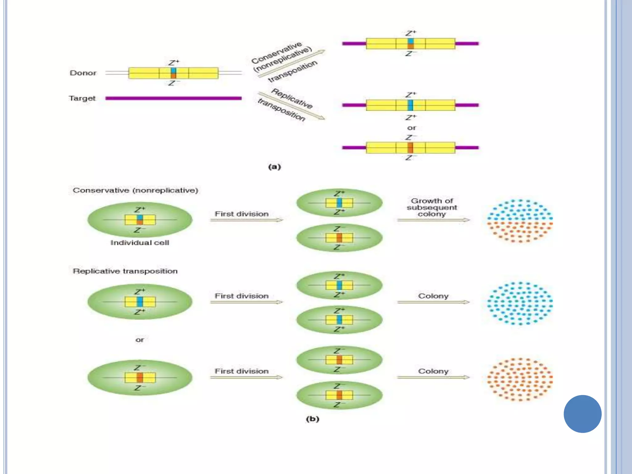 Bacterial transposable elements | PPTX