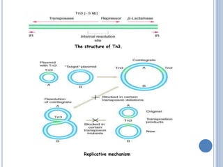 Bacterial transposable elements | PPTX