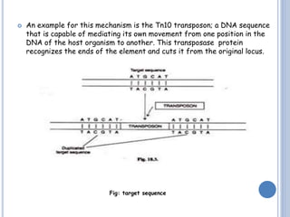 Bacterial transposable elements | PPTX