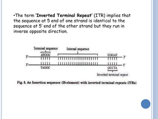 Bacterial transposable elements | PPTX