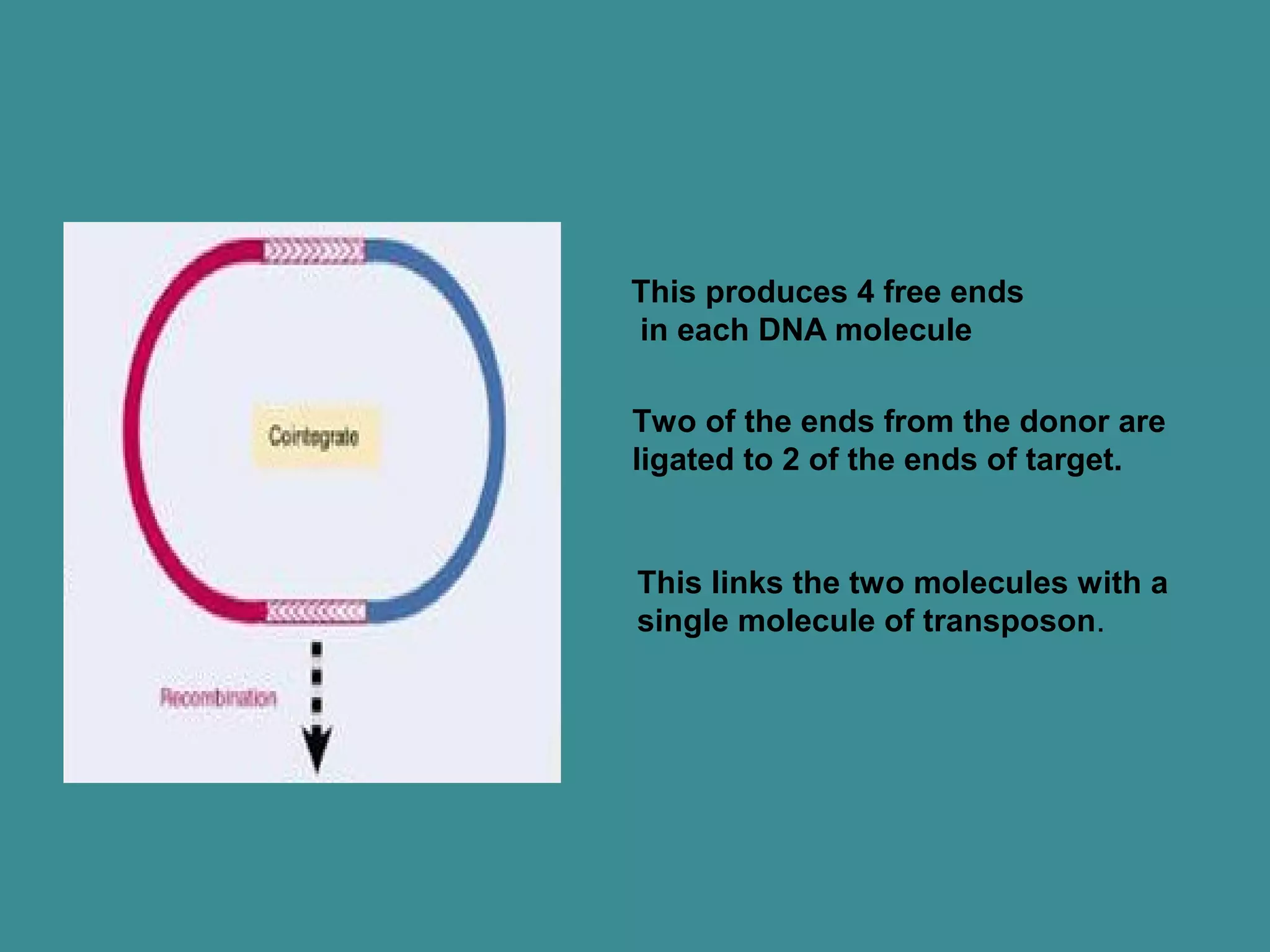 Bacterial transposons | PPT