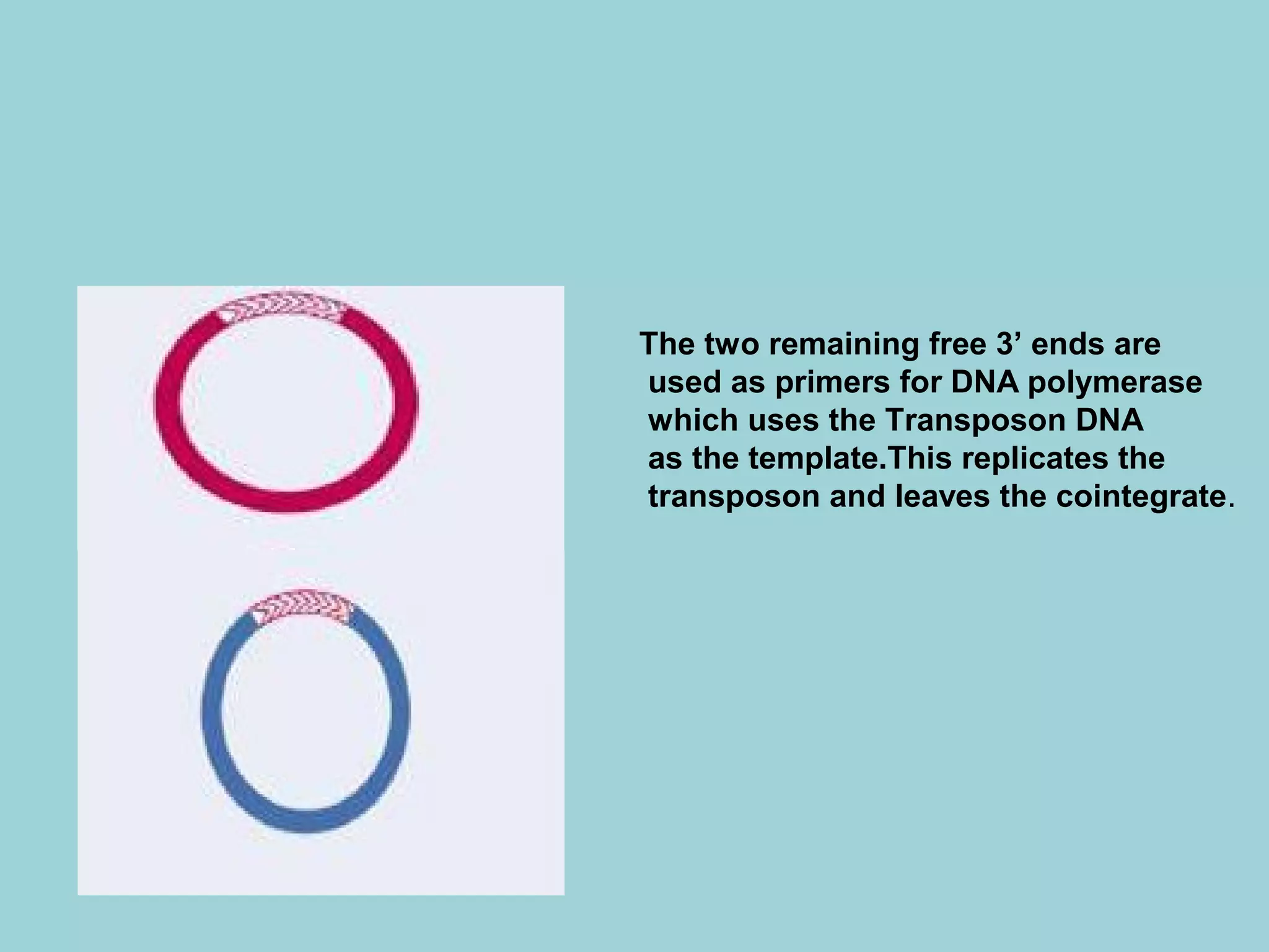 Bacterial transposons | PPT