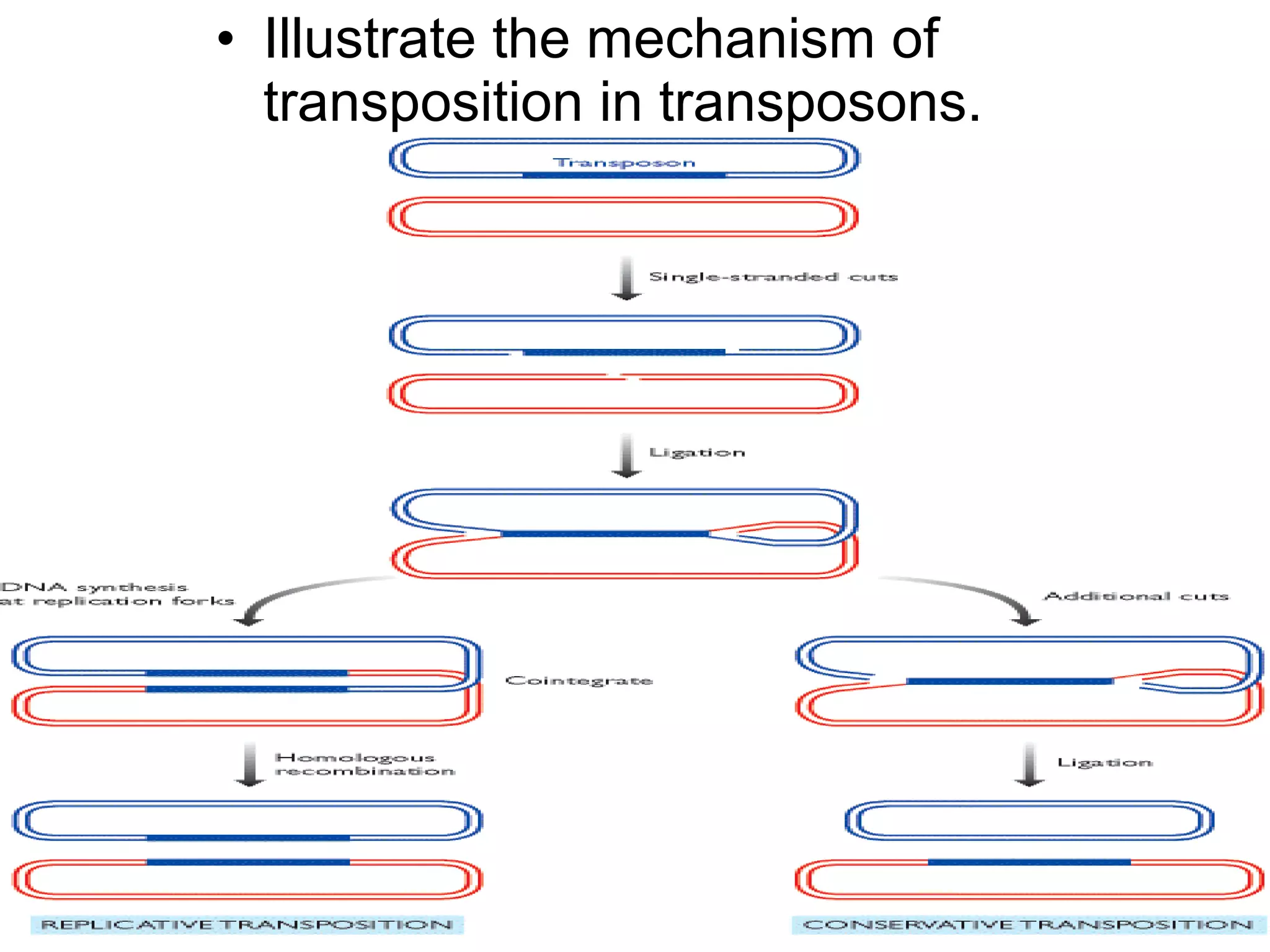 Bacterial transposons | PPT