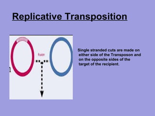 Bacterial transposons | PPT