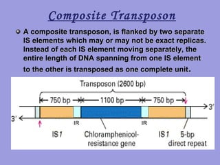 Bacterial transposons | PPT