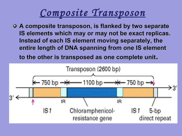 Bacterial transposons | PPT
