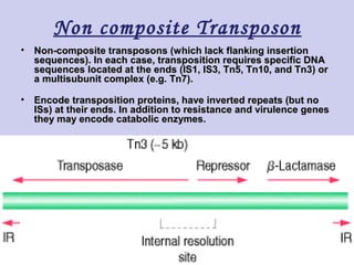Bacterial transposons | PPT