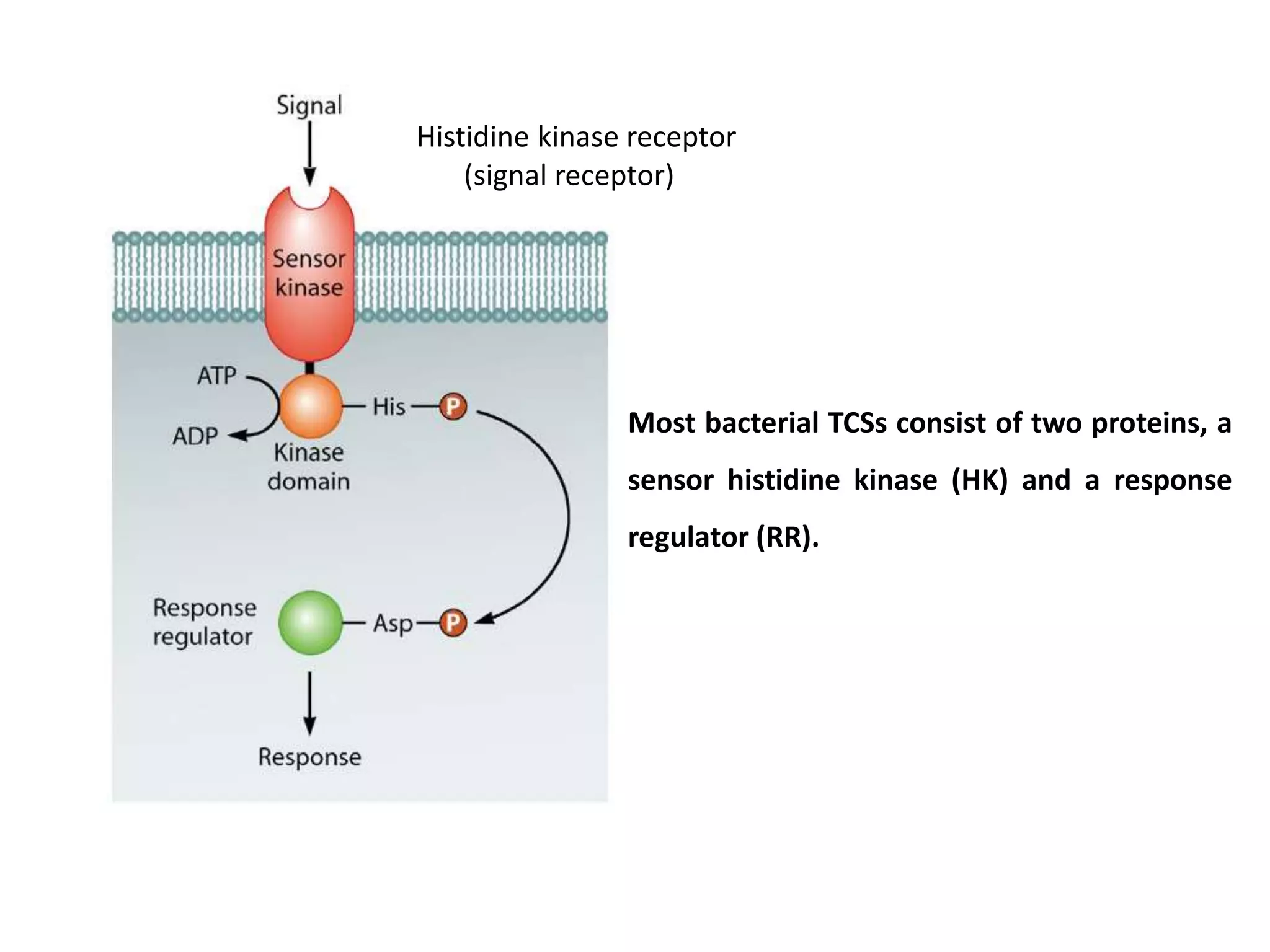 Bacterial two component | PPTX