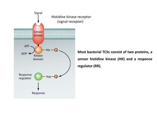 Bacterial two component | PPTX | Chemistry | Science