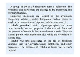 Bacterial ultrastructure. Complex methods of staining (1) (1).pdf